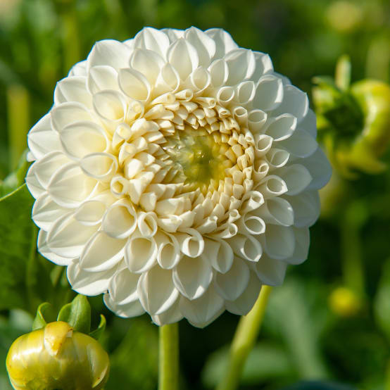 Dahlias - Set de 3 - Dahlia 'Boom Boom White' - Bulbes à fleurs - Blanc ...