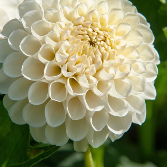 Dahlias - Set de 3 - Dahlia 'Boom Boom White' - Bulbes à fleurs - Blanc ...