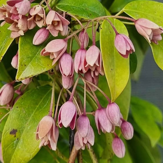 Holboellia traversii à fleurs Rose - feuillage Persistant - Pot de 3L ...