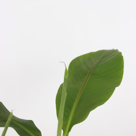 Bananier du Japon - Set de 6 - Musa basjoo - Hauteur 25-40cm - ⌀9cm ...