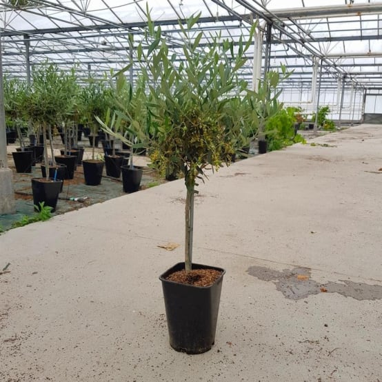 Olivier de Toscane | olives noires bio - Pot de 6 litres, hauteur 60/80 ...