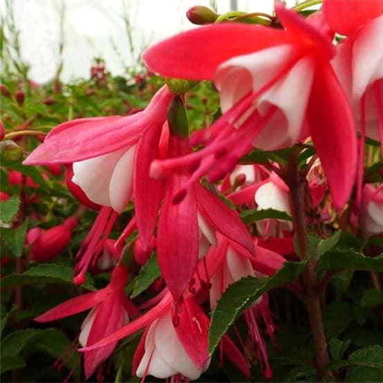 Fuchsia rustique Lady Thumb Pot de 2L/3L - Jardiland