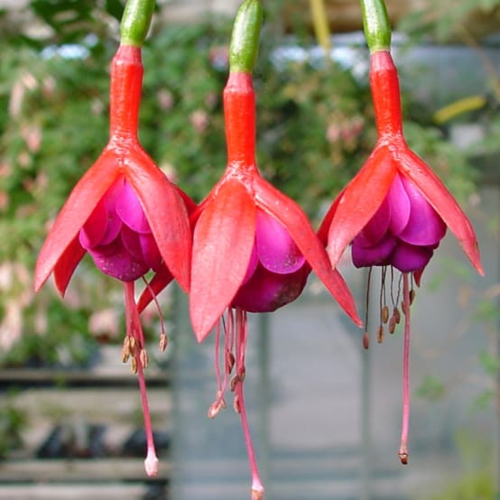 Fuchsia rustique Douce France Godet de 8/9 cm - Jardiland