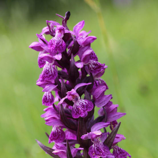 Dactylorhiza majalis - Orchis de Mai ou à feuilles larges Godet 8/9cm - Jardiland