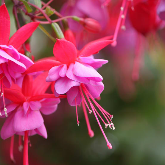 Fuchsia Heidi Ann - Godet de 8/9 cm - Jardiland