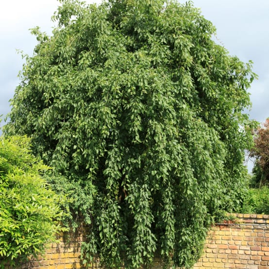 fraxinus excelsior pendula