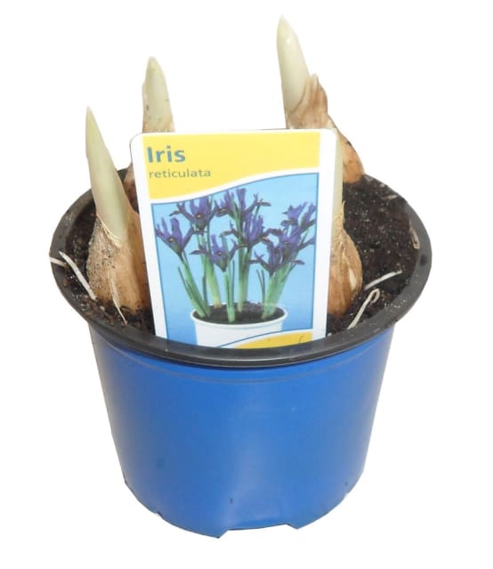 Iris Pot 8 cm - Jardiland