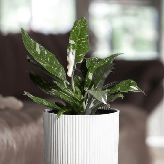 Plante verte d'intérieur - Philodendron 'Cobra' - Hauteur 55-65 cm ...