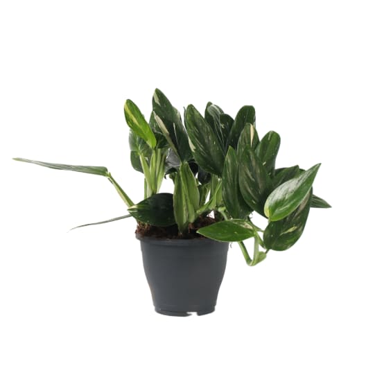 Plante verte d'intérieur - Philodendron 'Cobra' - Hauteur 55-65 cm ...