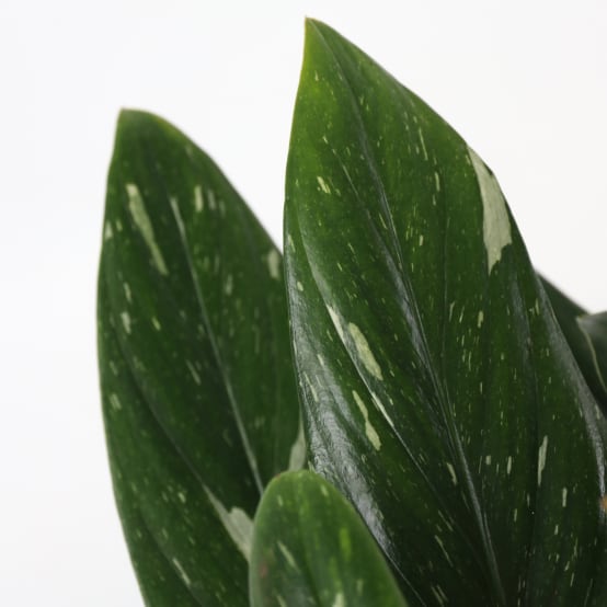 Plante verte d'intérieur - Philodendron 'Cobra' - Hauteur 55-65 cm ...