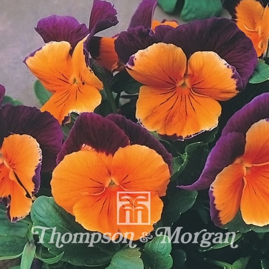 Graines de Pensée Jolly Joker F2 - Viola x wittrockiana le sachet de 40 ...