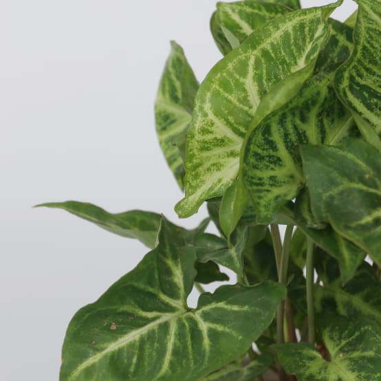 Plante verte - Syngonium podophyllum 'Pixie' - Hauteur 25-40cm - Pot ...