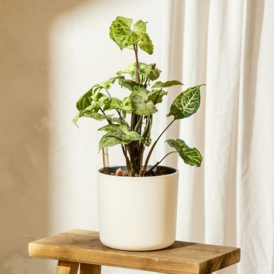 Plante verte - Syngonium podophyllum 'Pixie' - Hauteur 25-40cm - Pot ...