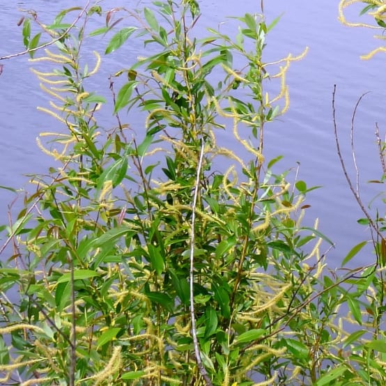 Salix triandra - Osier brun Petites Racines nues - Jardiland