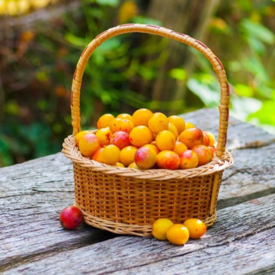 Prunier 'Reine Claude Dorée' (Prunus domestica 'Reine Claude Dorée ...