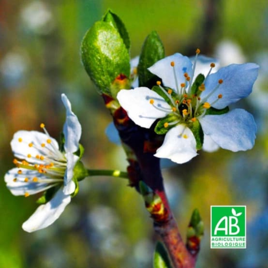 Prunier 'Mirabelle de Nancy' BIO (Prunus domestica 'Mirabelle de Nancy ...
