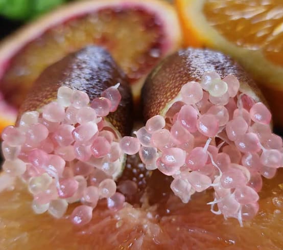 Microcitrus australasica pulpe rose (Caviar de citron) Taille:Pot de 9 ...