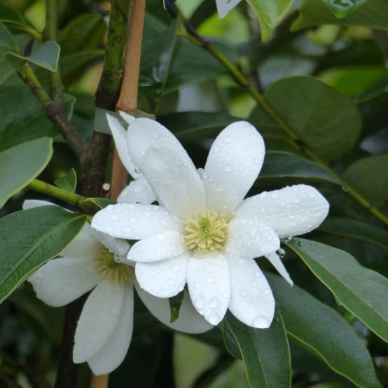 Magnolia Fairy White - Michelia hybride Pot de 4L/5L - Jardiland