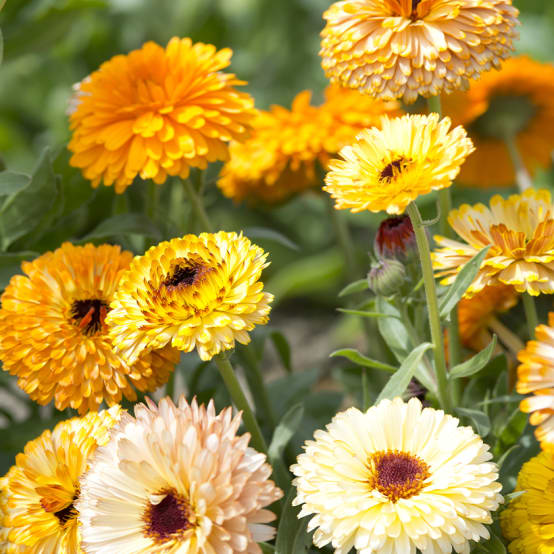 Graines de Calendula officinalis Playtime Mix BIO - Souci des jardins ...