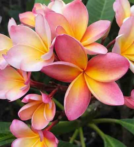 Plumeria rubra rose (frangipanier) Taille:Pot de 3 litres ? 40/60 cm ...