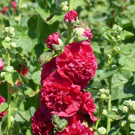 Graines de Rose trémière double Chater's Scarlet - Alcea rosea le ...