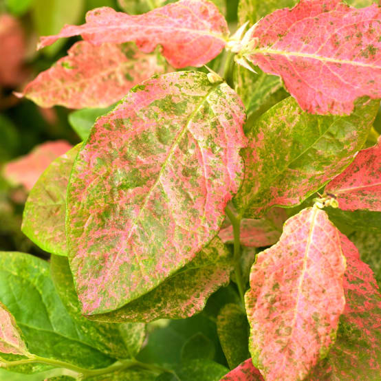 Myrtillier Flamingo - Vaccinium corymbosum Pot de 1,5L/2L, Buisson - Jardiland