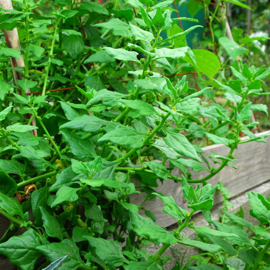 Tétragone Cornue - Tetragonia tetragonoides Graines - Jardiland