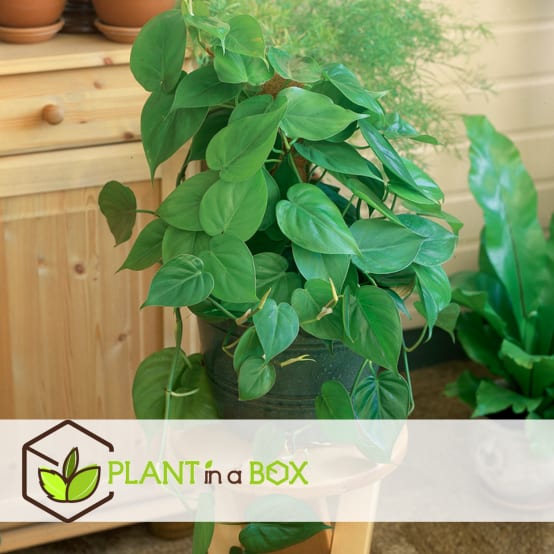 Plante verte - Philodendron scandens - Hauteur 150-160cm - ⌀27cm ...