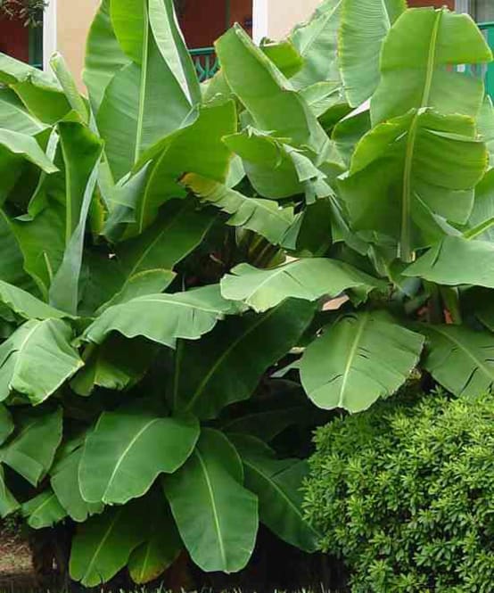 Bananier Musa acuminata cv. super darf Cavendish Couleur floraison:Rose ...