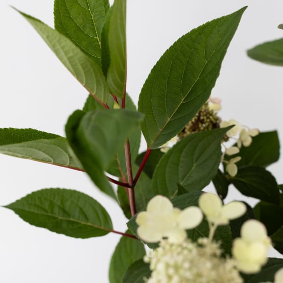 hydrangea paniculata early harry