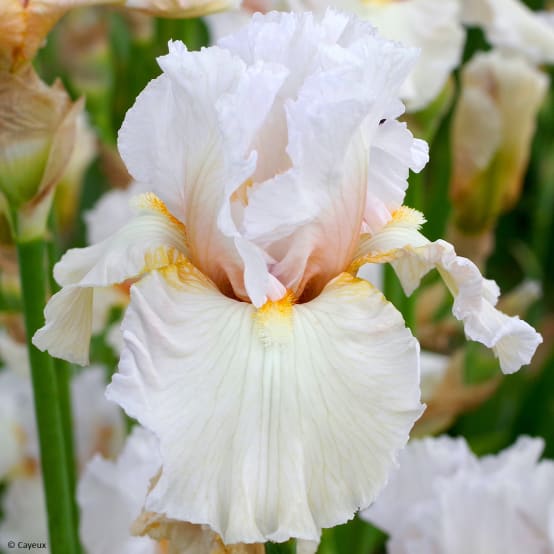 Iris germanica Bride's Blush - Iris des Jardins Rhizome, Calibre 10/15 ...