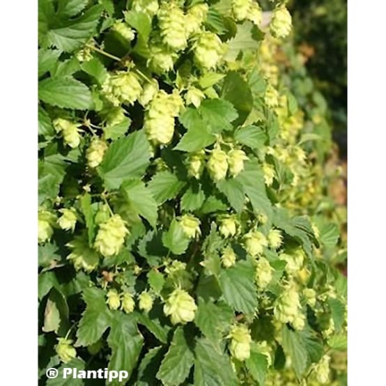 Houblon - Humulus lupulus Prima Donna Pot de 1,5L/2L - Jardiland
