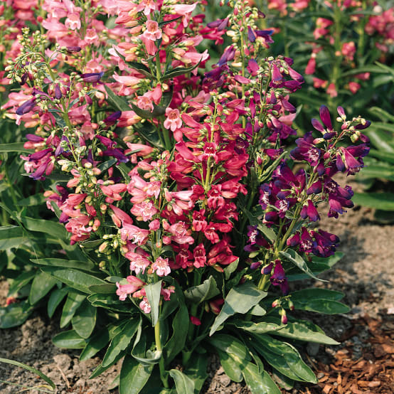 Graines de Penstemon barbatus Cambridge Mixture le sachet de 750 ...