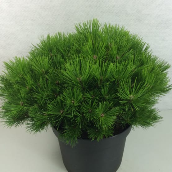 Pin rouge du Japon - Pinus densiflora Low Glow Pot de 7,5L/10L - Jardiland