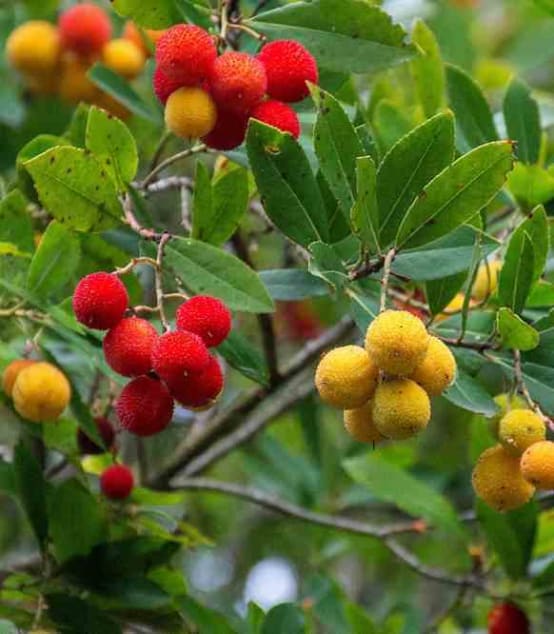 Arbutus unedo var. Rubra (arbousier) Couleur floraison:Blanc - Taille ...