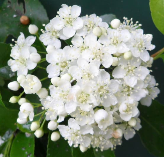 Choisya ternata - Oranger du Mexique Pot de 2L/3L - Jardiland