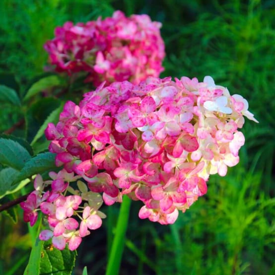 Collection 3 Hydrangea blanc/rose - Godet 8cm et + - Pépinières Naudet - Jardiland