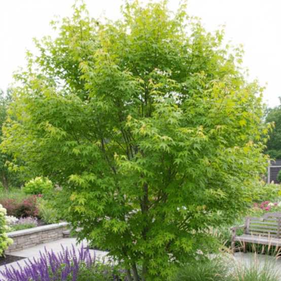 Érable trident, Érable de Buerger, Acer buergerianum - Pot de 4L - 40/ ...