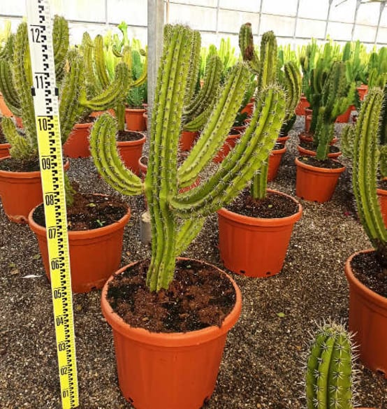 Polaskia chula cactus Taille:Pot de 50L - 125/150cm - Jardiland