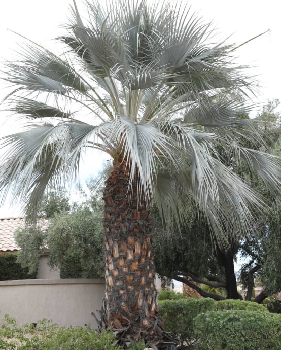 Polaskia chula cactus Taille:Pot de 50L - 125/150cm - Jardiland