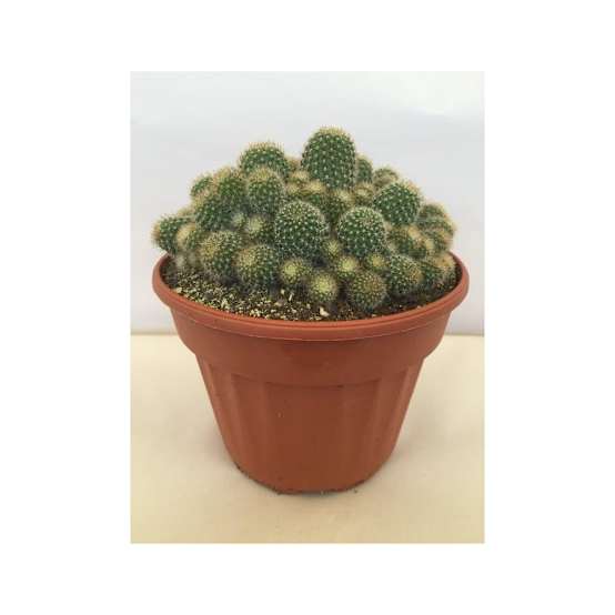 Rebutia sp. Pot de 12 cm / 13 cm - Jardiland