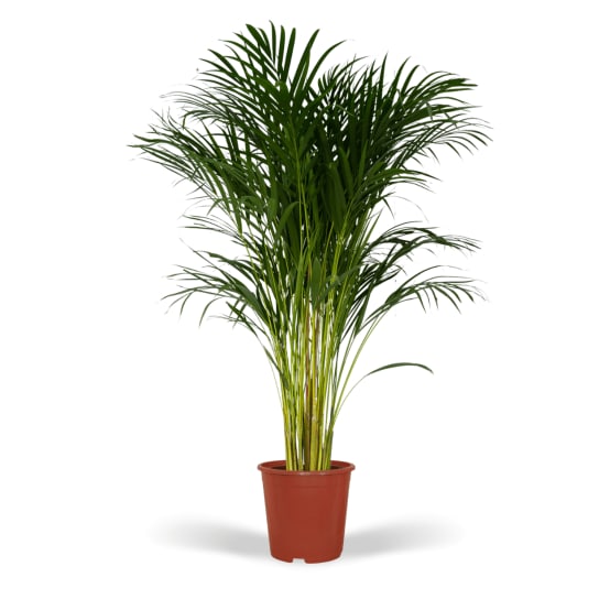 Palmier Areca XL h120cm 120cm - Plante d'intérieur- La Green Touch ...