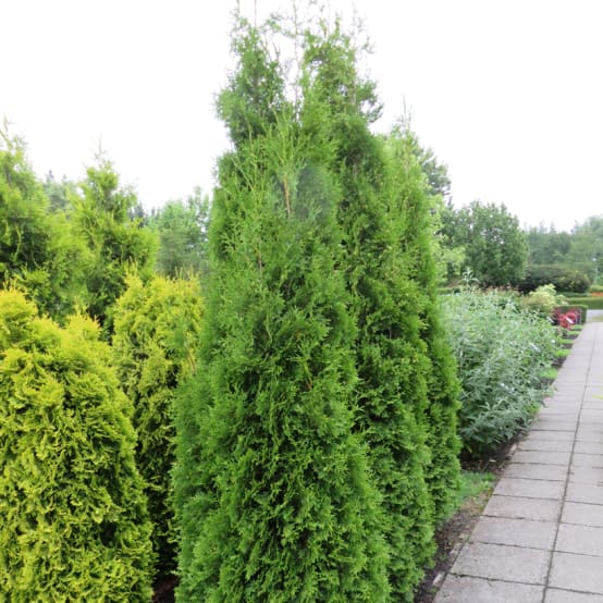 Thuya du Canada - Thuja occidentalis King of Brabant Godet de 8/9 cm ...