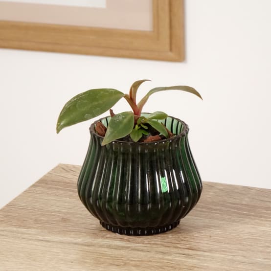 Philodendron Royal Queen Mini-plante - Jardiland