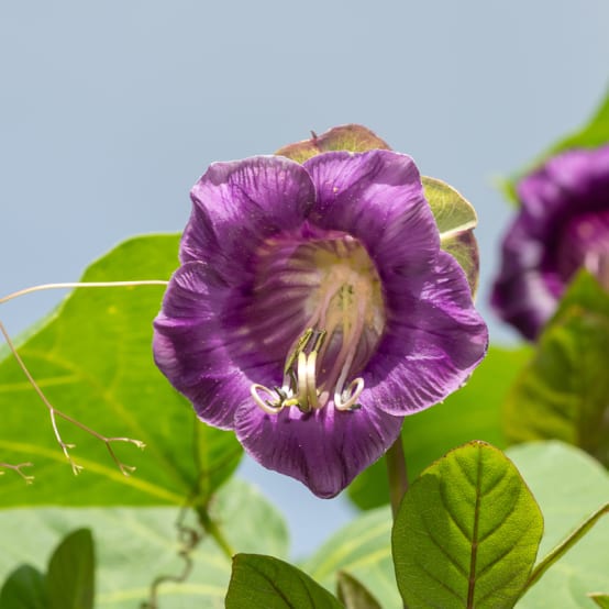 Graines de Cobée grimpante Violet Blue Bells - Cobea scandens le sachet ...