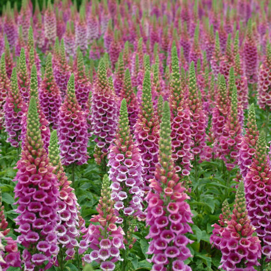 Graines de Digitale Candy Mountain - Digitalis purpurea le sachet de 30 ...