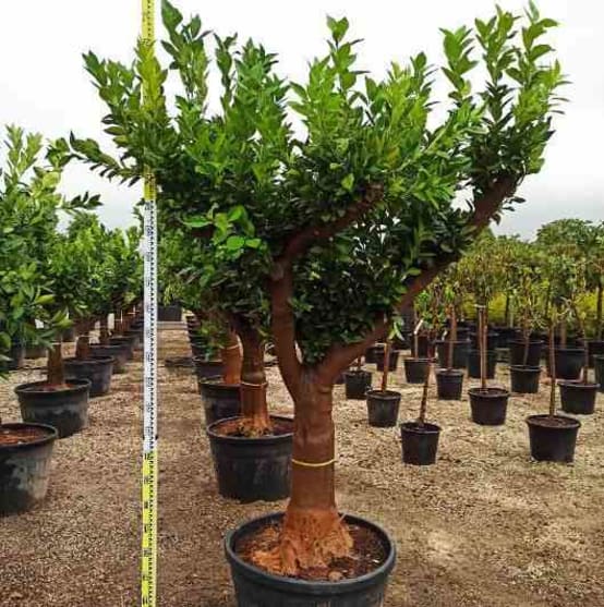 Agrumes citrus osbeck Lima Rosso (citron rouge) Couleur floraison:Blanc ...