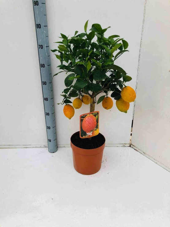 Agrumes citrus osbeck Lima Rosso (citron rouge) Couleur floraison:Blanc ...