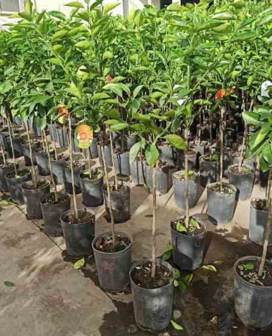 Agrumes citrus osbeck Lima Rosso (citron rouge) Couleur floraison:Blanc ...