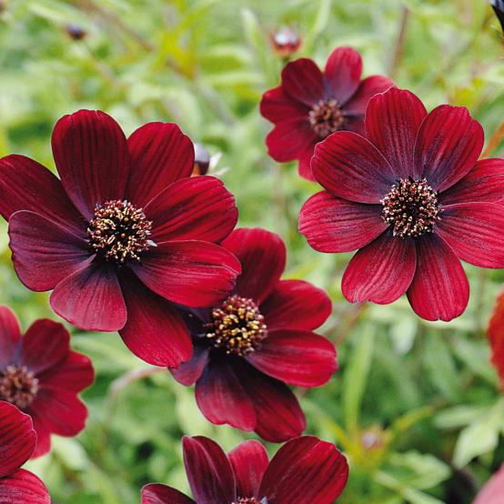 Cosmos atrosanguineus Chocamocha - Cosmos chocolat Godet de 7/8 cm ...